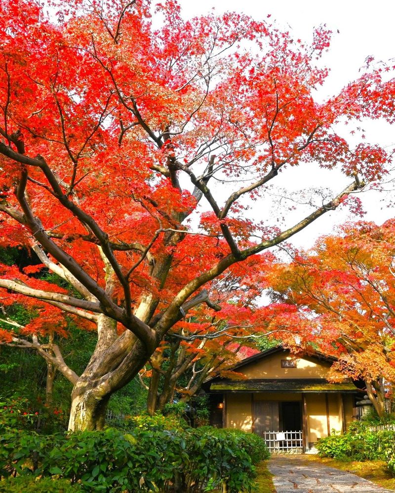 2024 日本賞楓 人氣紅葉景點 - Fly GBA